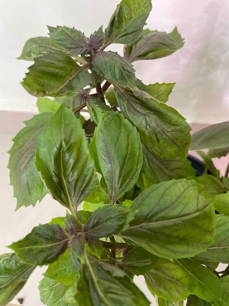 Red Rubin Basil, Furniture & Home Living, Gardening, Plants & Seeds on ...