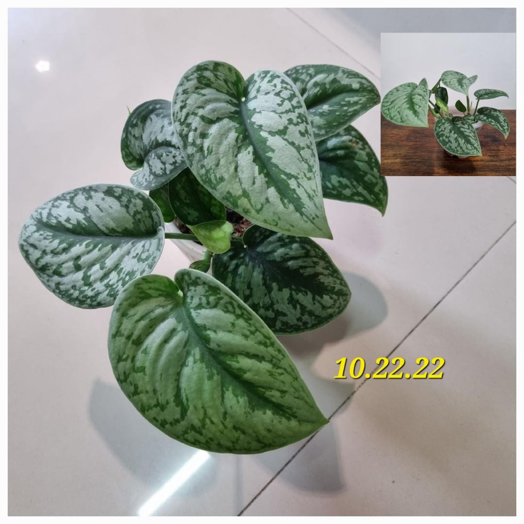 Scindapsus Exotica Sumatera, Furniture & Home Living, Gardening, Plants ...