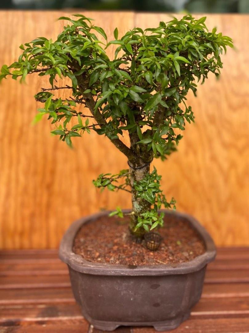 Shui mei bonsai Wrightia Religiosa in ceramic pot # 2, Furniture & Home ...