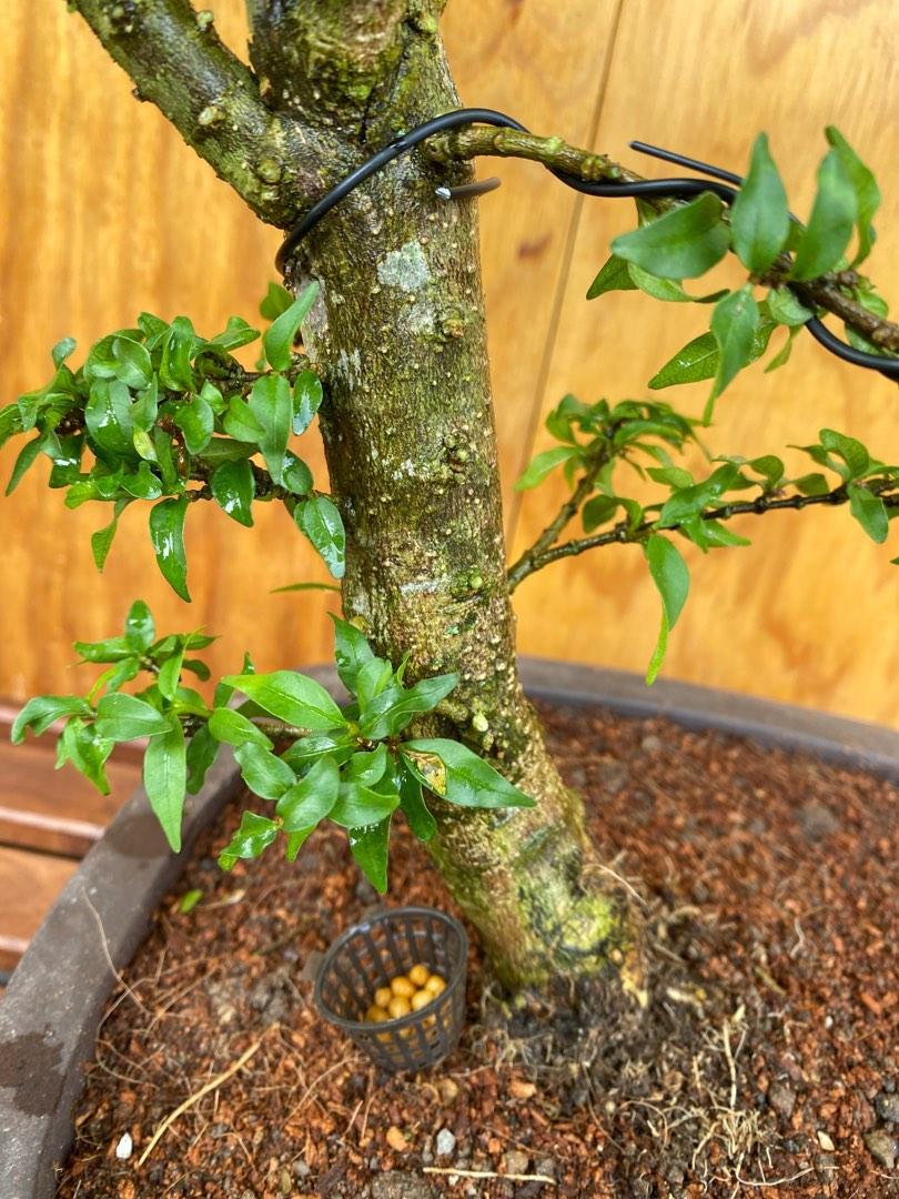 Shui mei bonsai Wrightia Religiosa in ceramic pot # 2, Furniture & Home ...