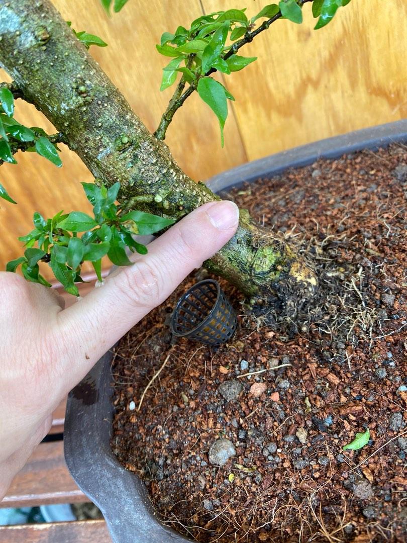 Shui mei bonsai Wrightia Religiosa in ceramic pot # 2, Furniture & Home ...