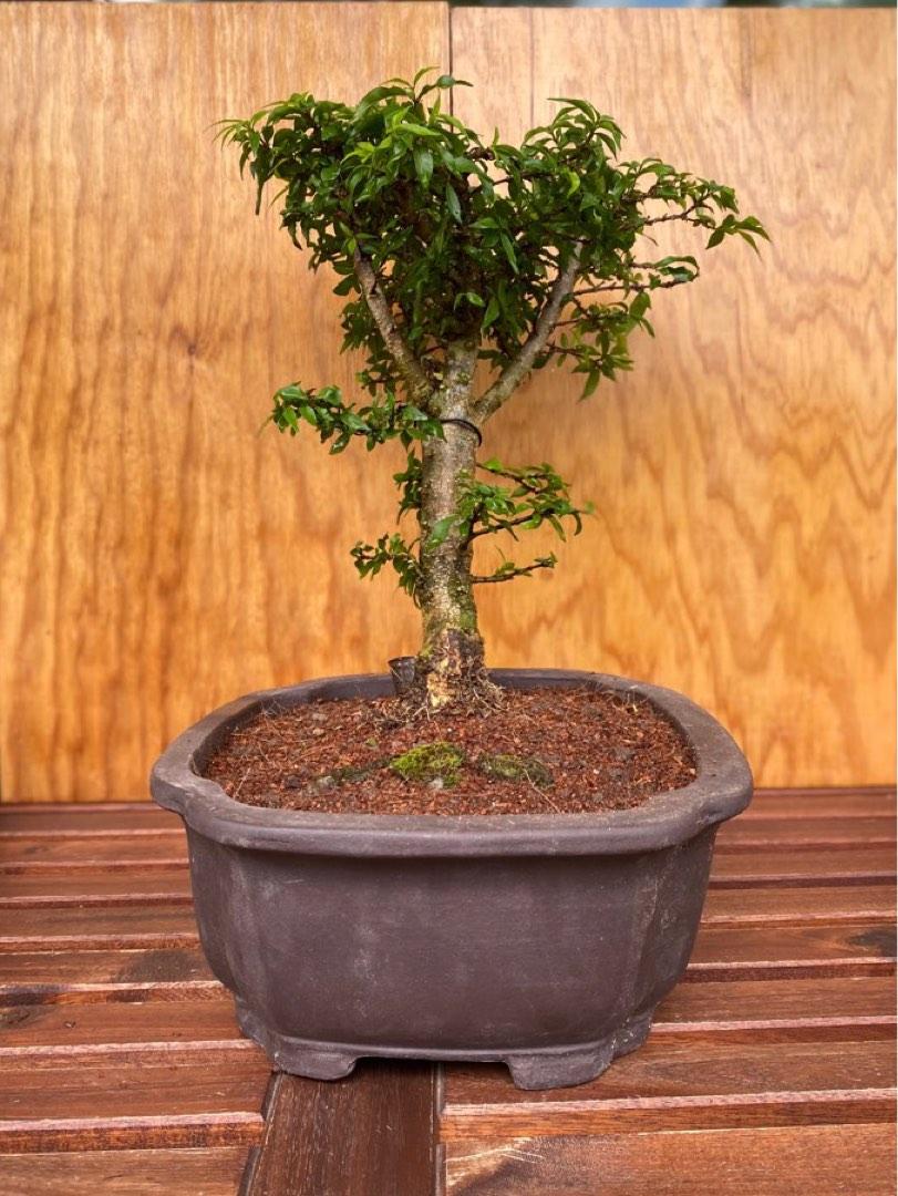 Shui mei bonsai Wrightia Religiosa in ceramic pot # 2, Furniture & Home ...
