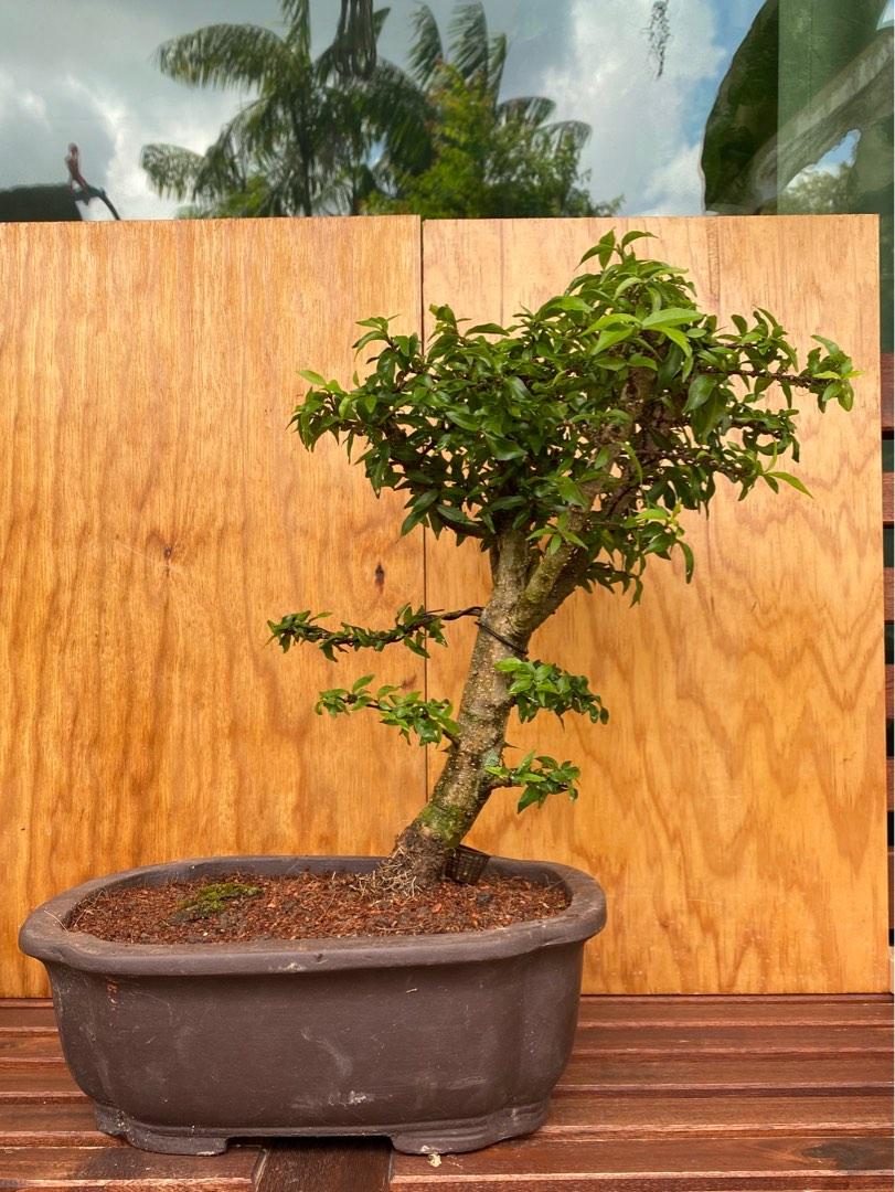 Shui mei bonsai Wrightia Religiosa in ceramic pot # 2, Furniture & Home ...