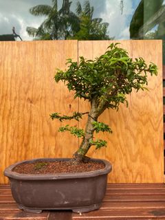 Wrightia Religiosa bonsai shui mei shuimei water jasmine, Furniture ...