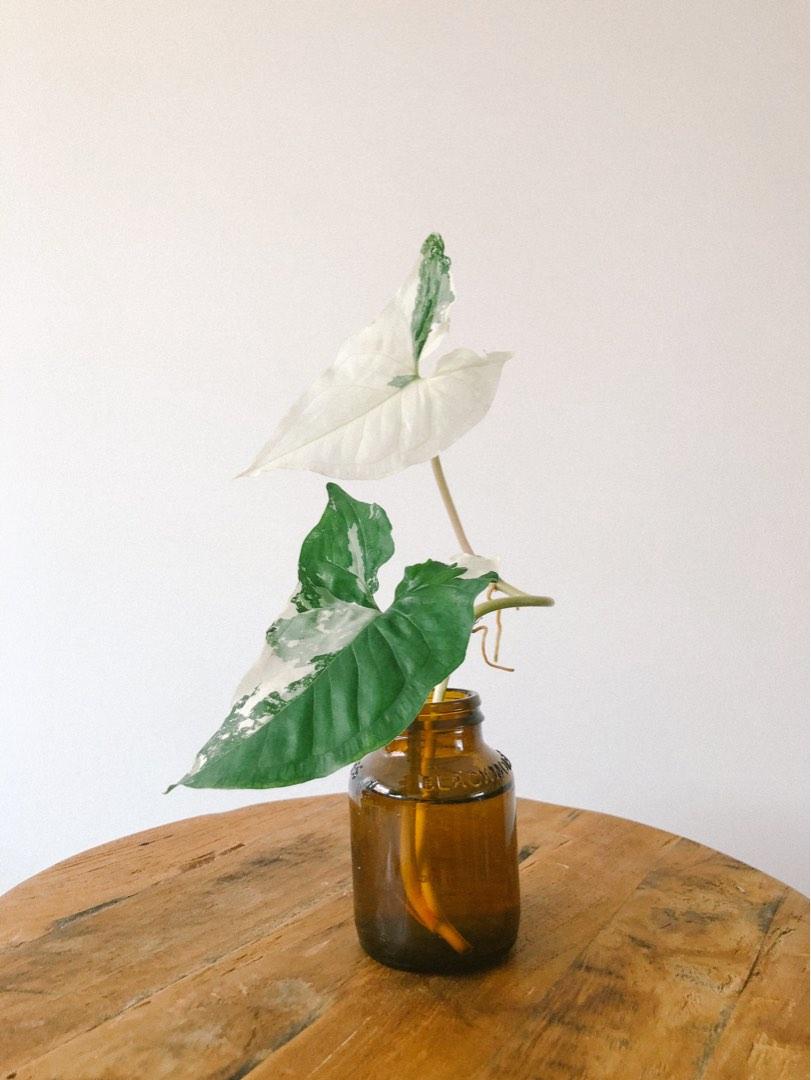 Variegated Syngonium Cutting, Furniture & Home Living, Gardening, Plants & Seeds on Carousell