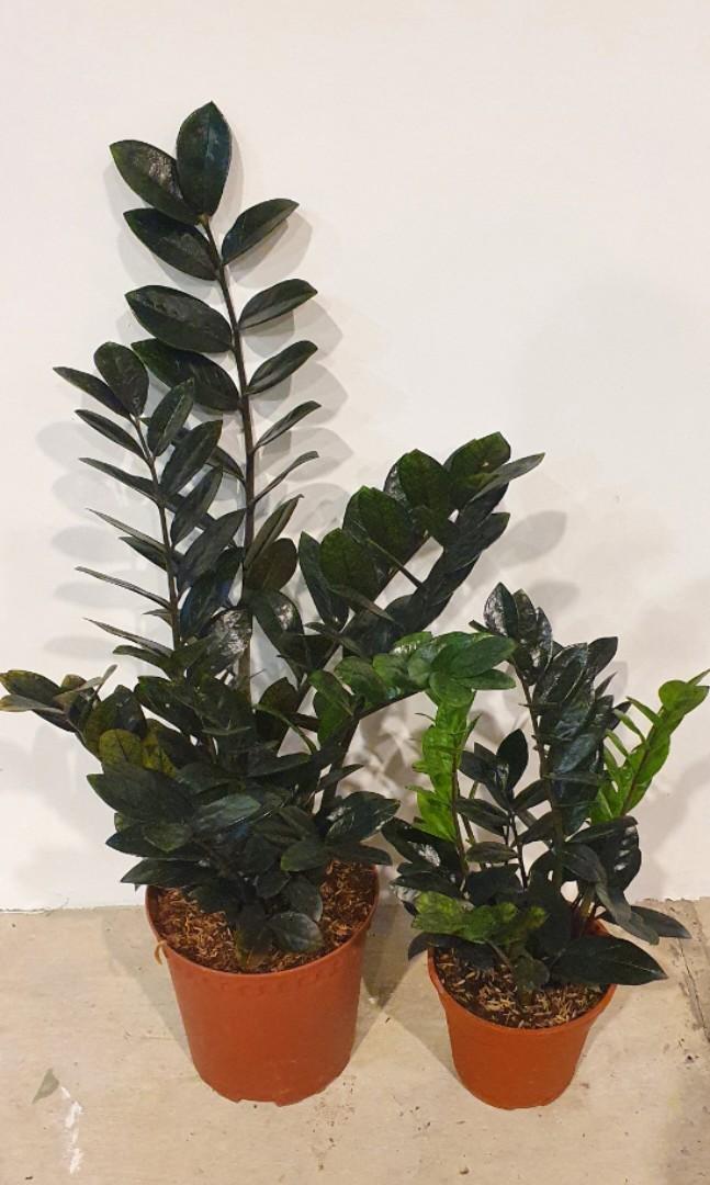 Zamioculcas Zamifolia Raven Black "Zanzibar Gem"( $20.90/$29.90 ...