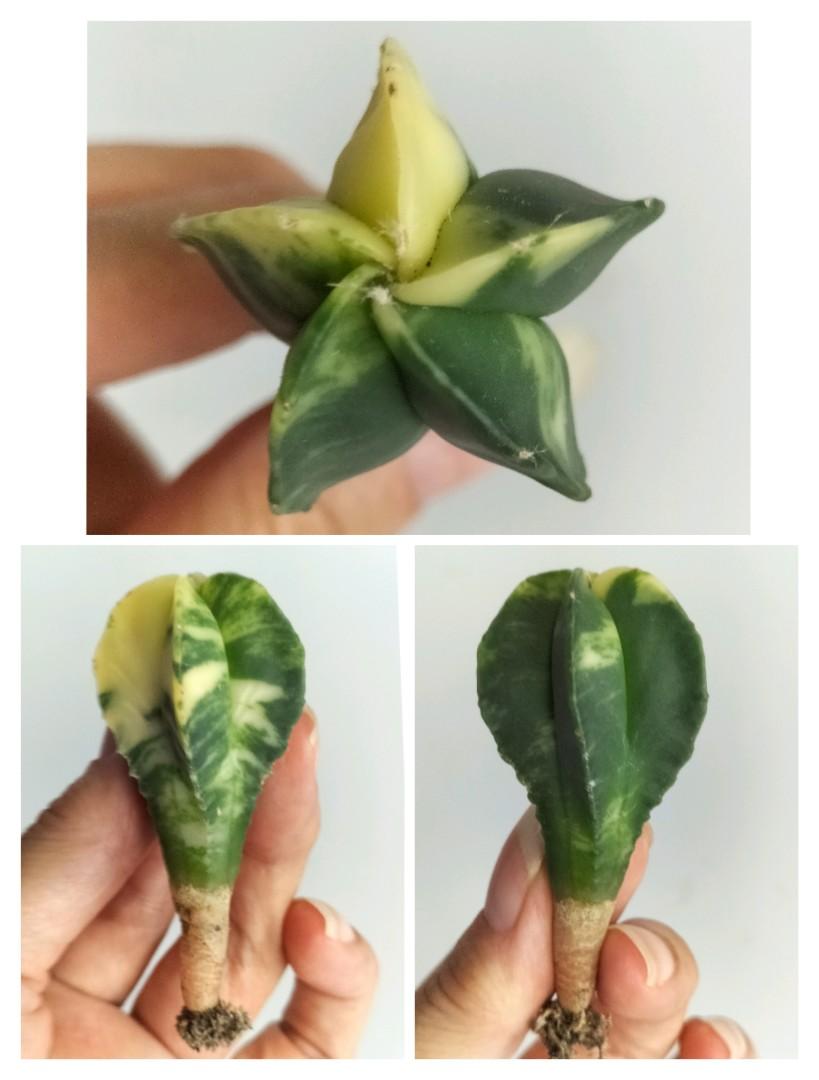1) Astrophytum myriostigma Kikko variegated with baby, 2) Astrophytum ...