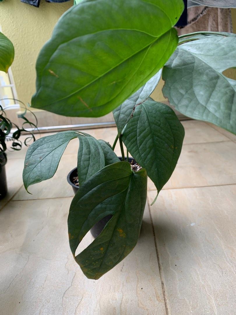 Amydrium Medium Silver, Furniture & Home Living, Gardening, Plants ...