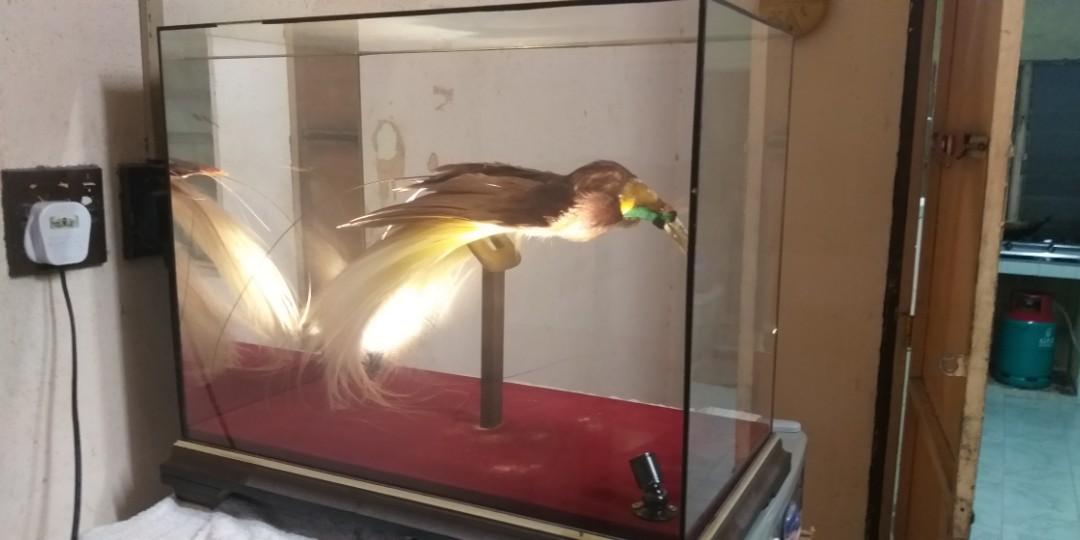 Burung Cenderawasih Furniture And Home Living Home Decor Other Home