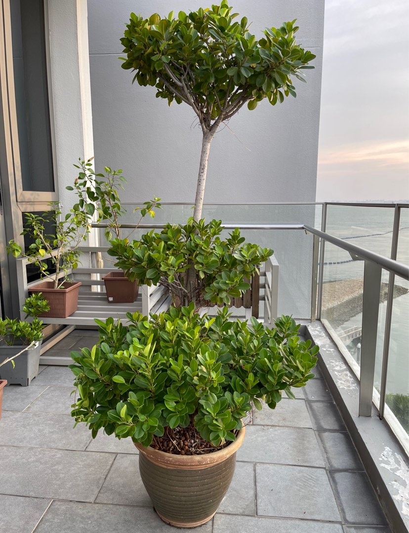 Ficus plant, Furniture & Home Living, Gardening, Plants & Seeds on ...