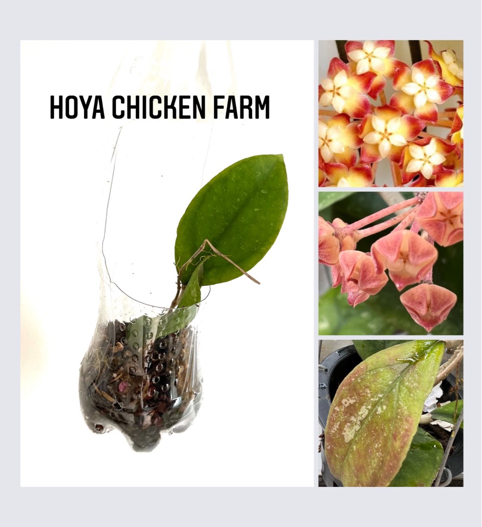 HOYA CHICKEN FARM, Furniture & Home Living, Gardening, Plants & Seeds ...