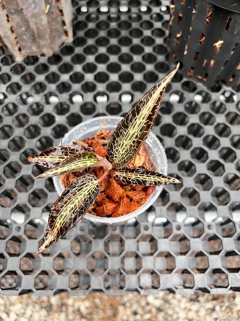 Jewel orchid Goodyera Pusilla, Furniture & Home Living, Gardening ...