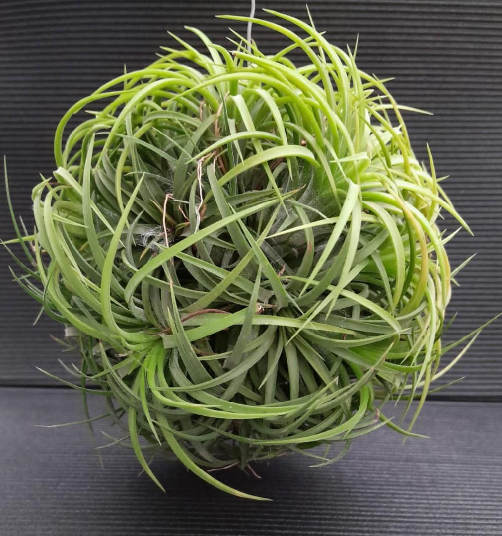 Airplant Large Druid Ball Tillandsia, Furniture & Home Living ...