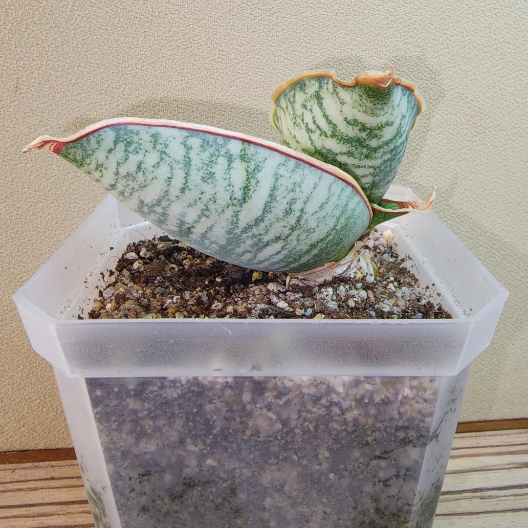 Sansevieria kirkii 'Silver Blue', Dracaena pethera 'Silver Blue', Star ...