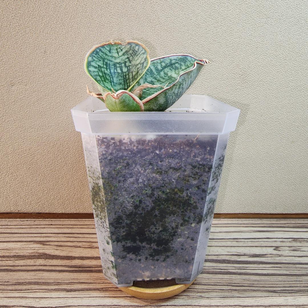 Sansevieria kirkii 'Silver Blue', Dracaena pethera 'Silver Blue', Star ...