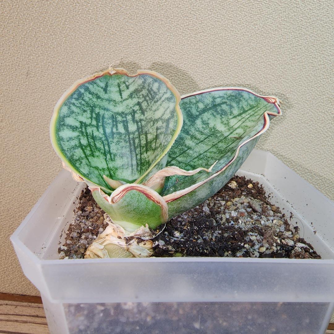 Sansevieria kirkii 'Silver Blue', Dracaena pethera 'Silver Blue', Star ...