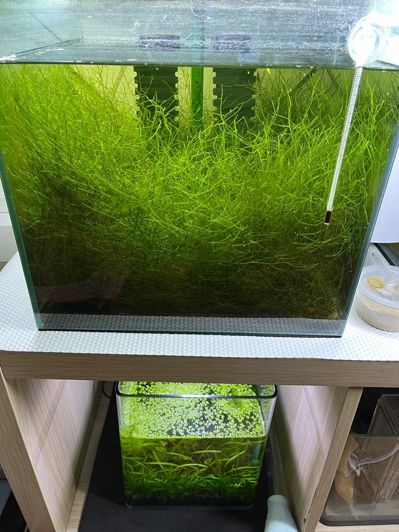 Taiwan moss on Carousell