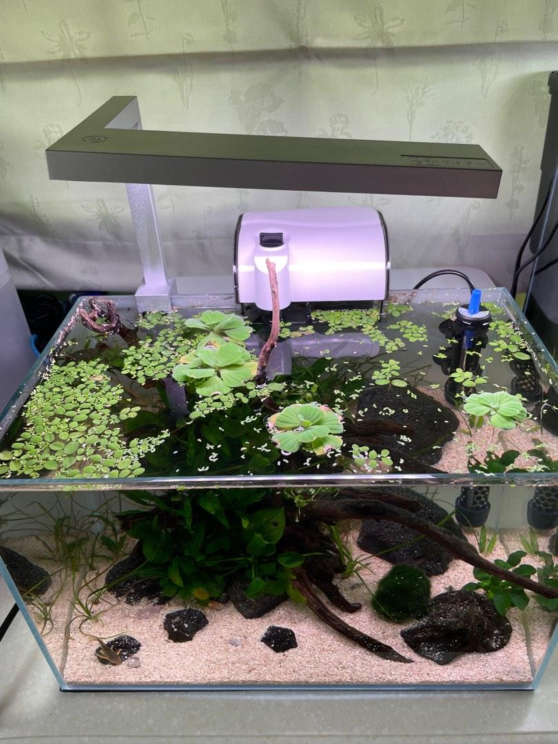 UNS 5N crystal glass fish tank set (scaped) + TCFM/chihiros A361 fish ...