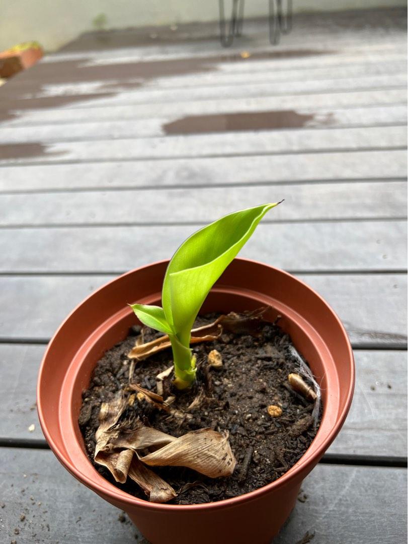 (11 sold) Baby dwarf cavendish banana plants, Furniture & Home Living ...