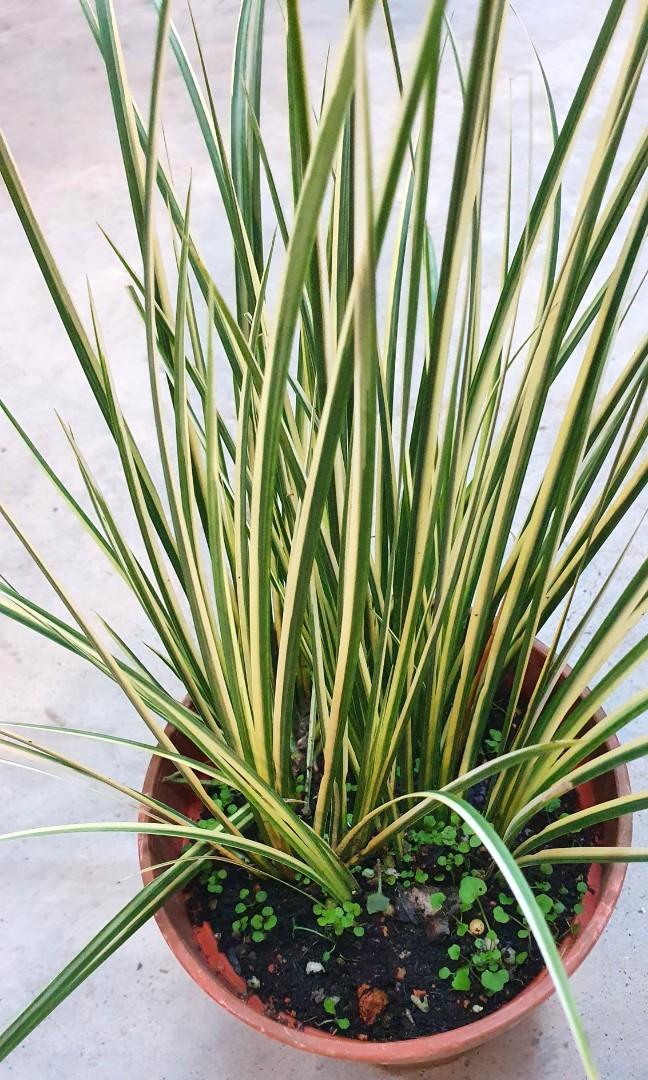 Acorus Gramineus variegated (15cm pot), Furniture & Home Living ...