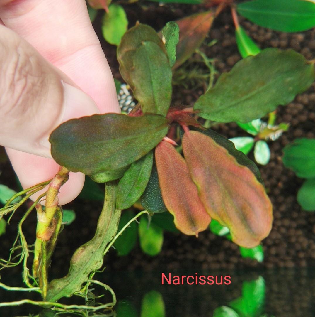 Bucephalandra Zeus, Narcissus and Bibils, Furniture & Home Living ...
