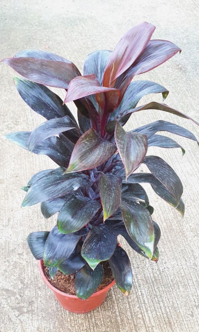 Cordyline Purple Compacta ($15.90), Furniture & Home Living, Gardening ...