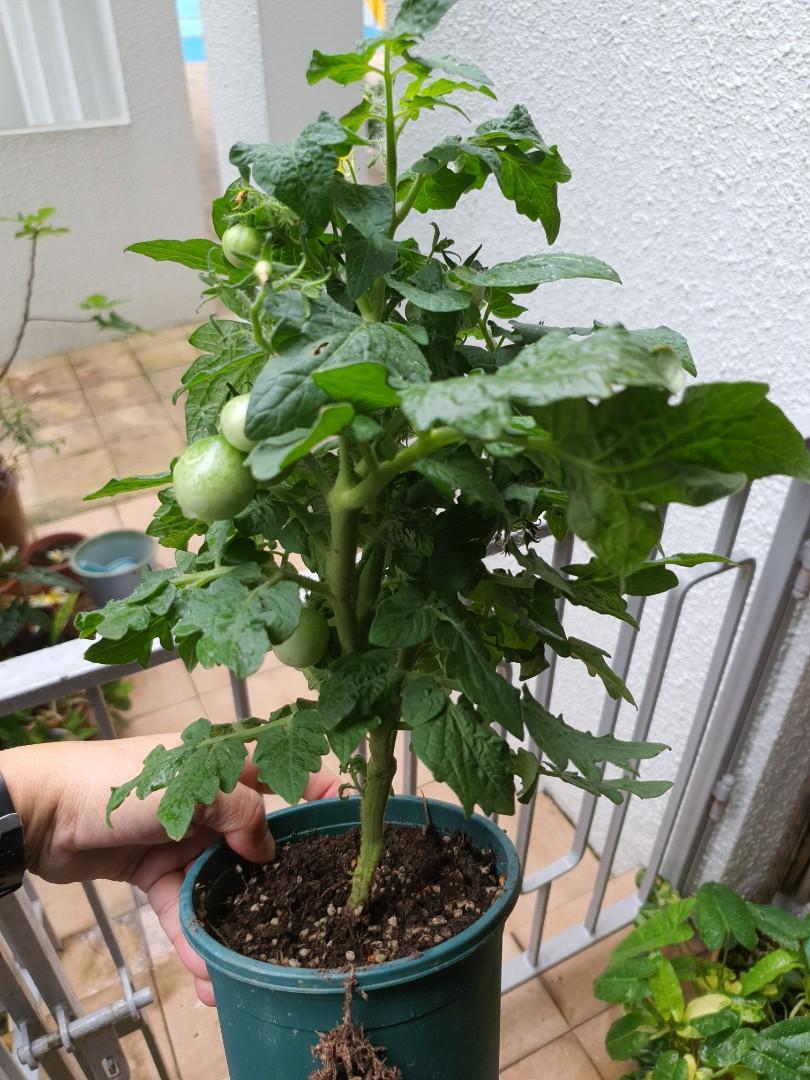 Home grown organic tomato, Furniture & Home Living, Gardening, Plants ...