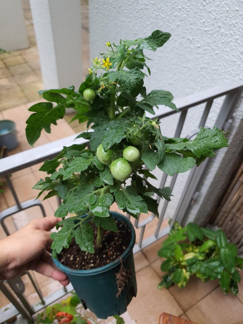 Home grown organic tomato, Furniture & Home Living, Gardening, Plants ...