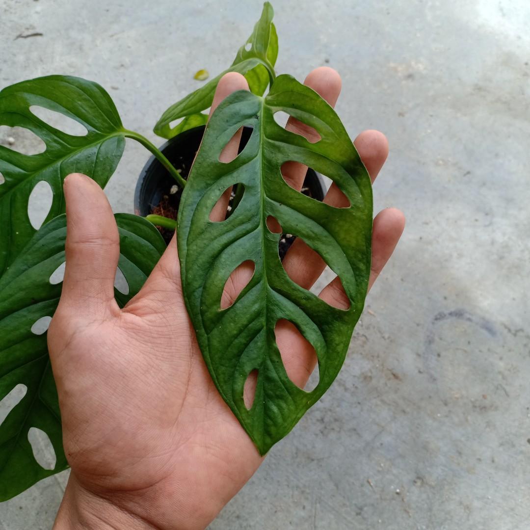 Monstera Esqueleto, Furniture & Home Living, Gardening, Plants & Seeds ...