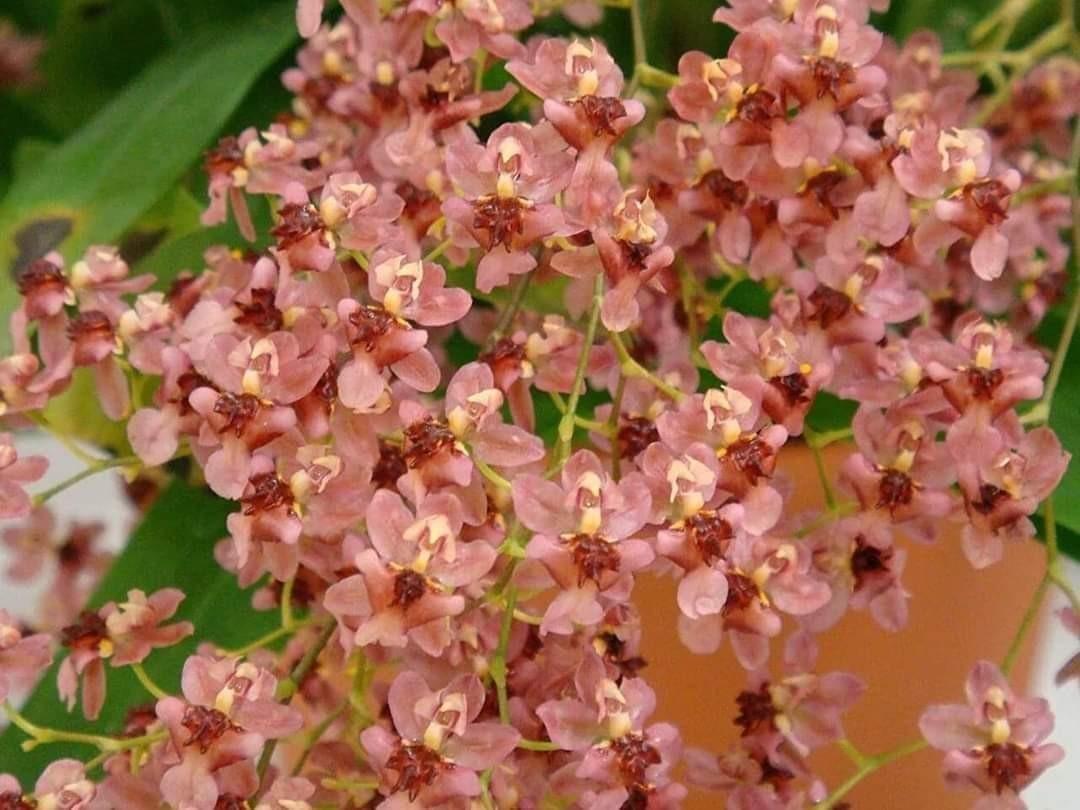 Oncidium Twinkle 'pink', Furniture & Home Living, Gardening, Plants ...