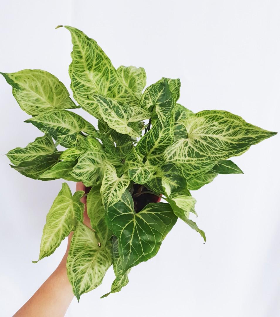 Syngonium Batik, Furniture & Home Living, Gardening, Plants & Seeds on ...