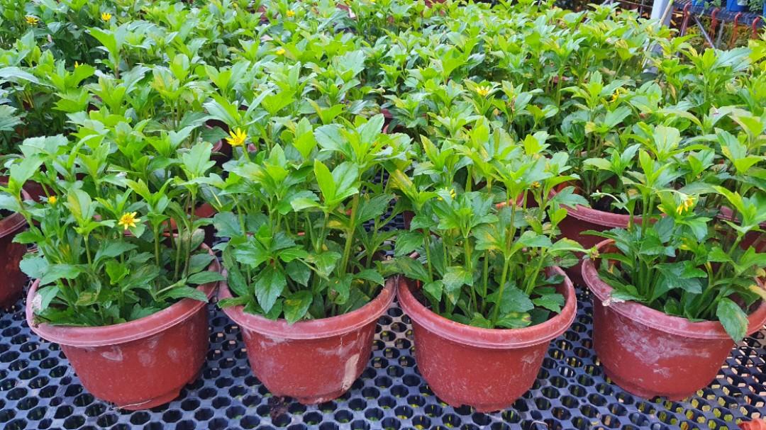 Wedelia Trilobata, Yellow Creeping Daisy, Singapore Daisy, Creeping Ox ...