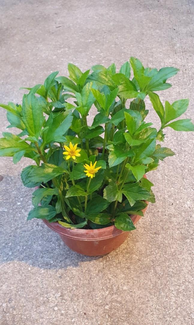 Wedelia Trilobata, Yellow Creeping Daisy, Singapore Daisy, Creeping Ox ...