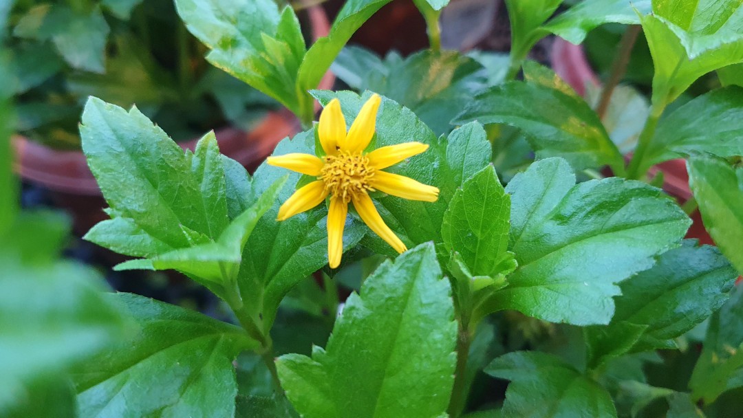 Wedelia Trilobata, Yellow Creeping Daisy, Singapore Daisy, Creeping Ox ...