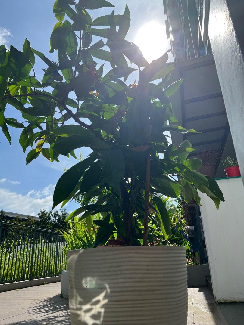 1.6 meters Jambu (rose apple) tree for sale, Furniture & Home Living ...