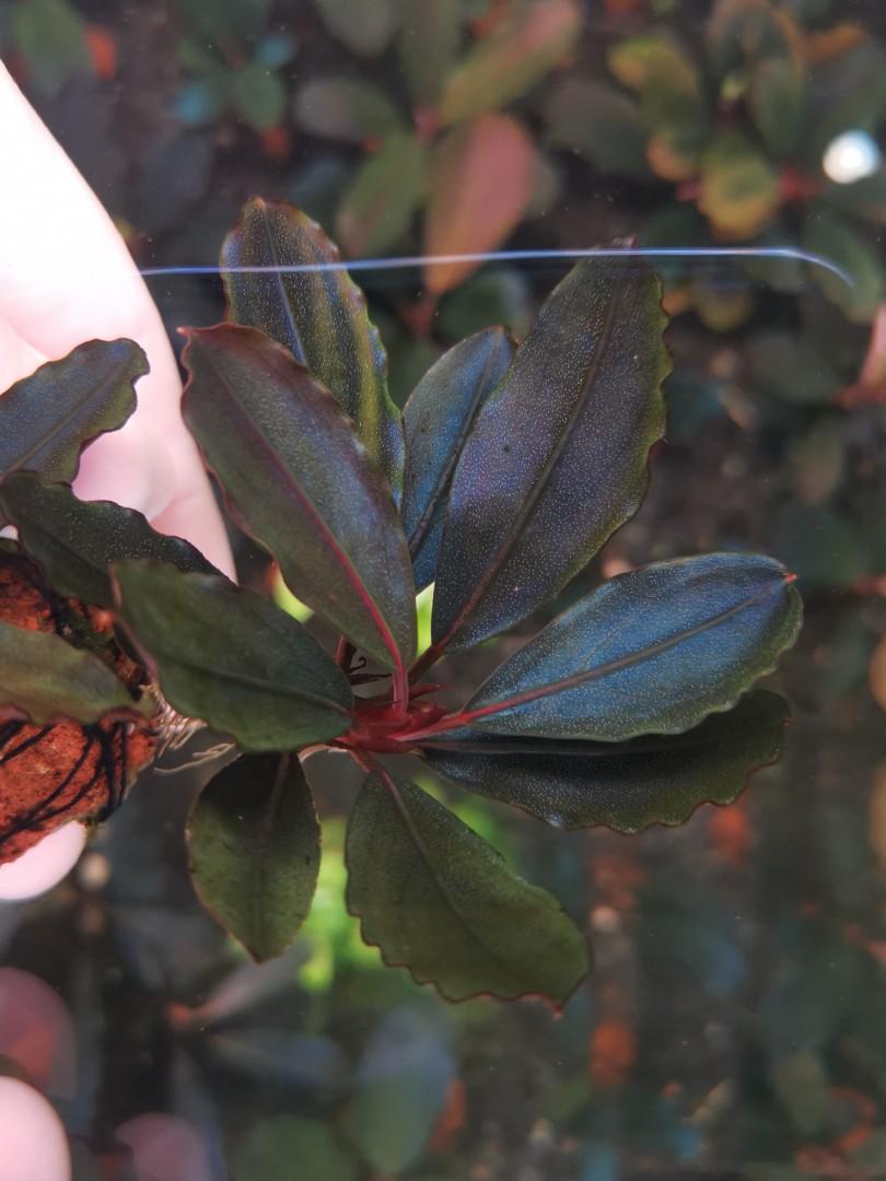 Bucep Bucephalandra Helena, Furniture & Home Living, Gardening, Plants ...