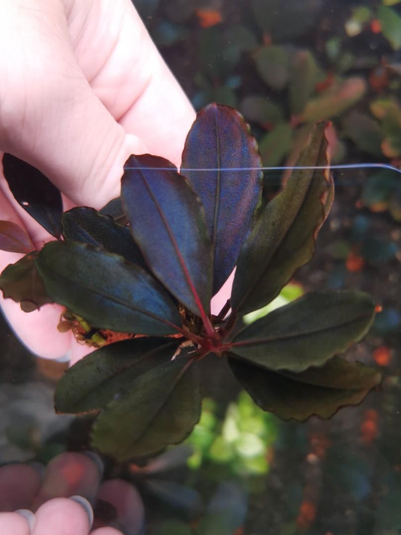 Bucep Bucephalandra Helena, Furniture & Home Living, Gardening, Plants ...