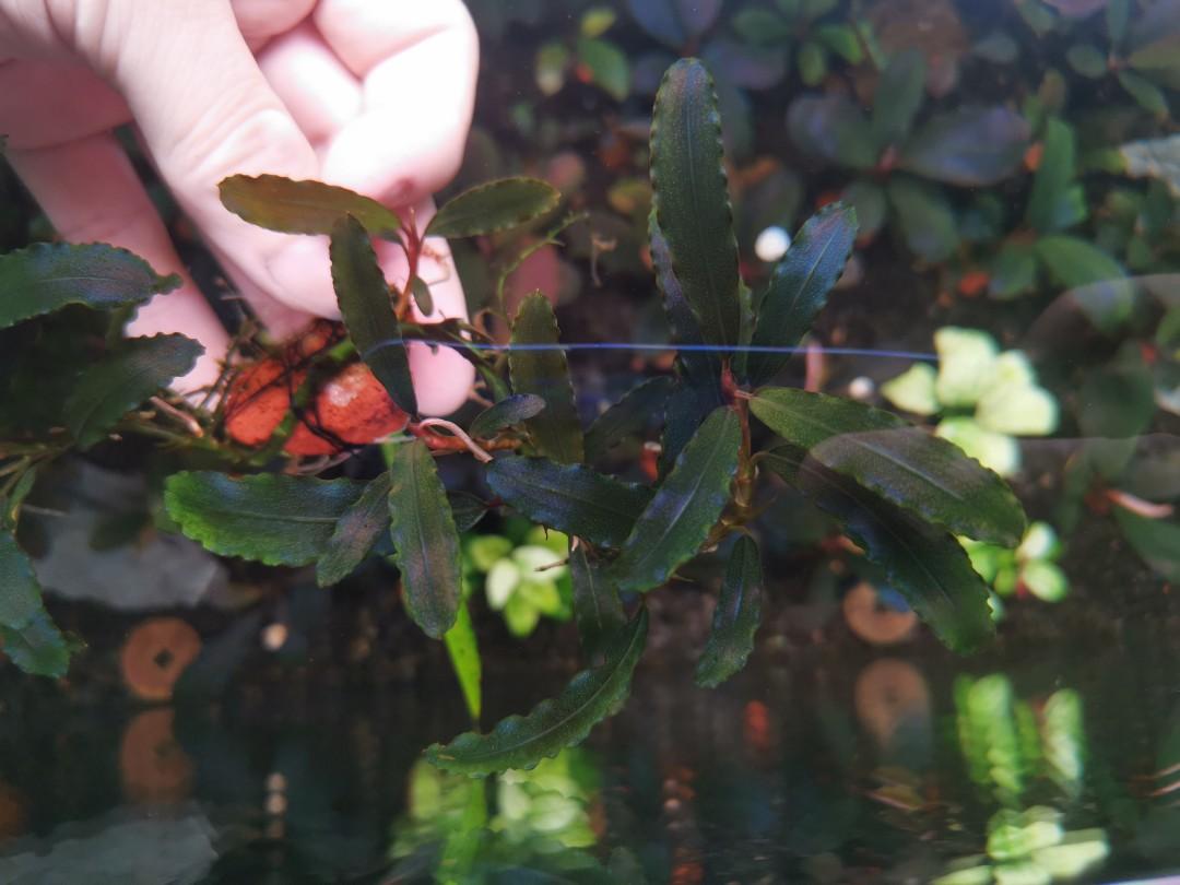 Bucep Bucephalandra Kedagang Clump, Furniture & Home Living, Gardening ...