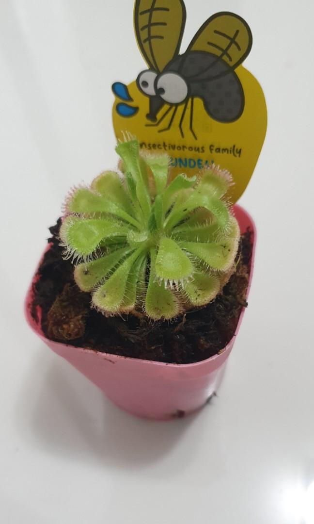 Carnivorous plant - Drosera Capensis, Cape Sundew (8cm pot), Furniture ...