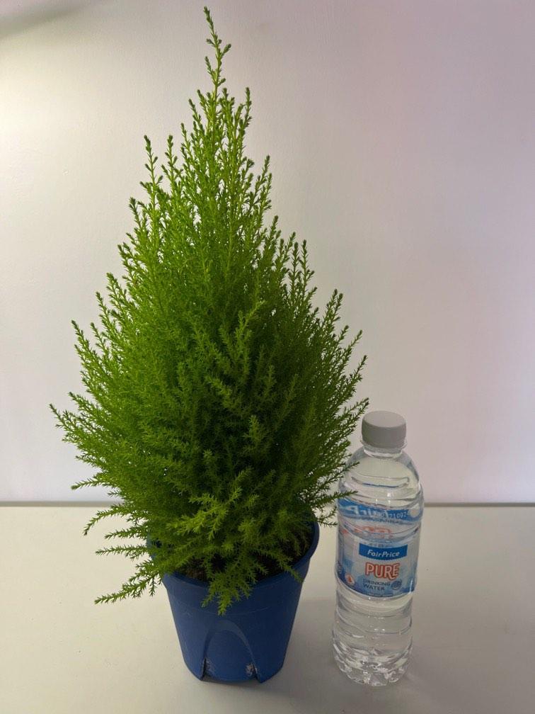 Cupressus Goldcrest, Furniture & Home Living, Gardening, Plants & Seeds ...