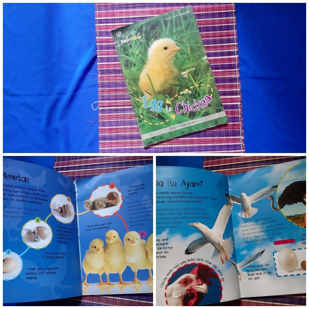 Egg to Chicken Daur Hidup Ayam buku anak pengetahuan, Books ...