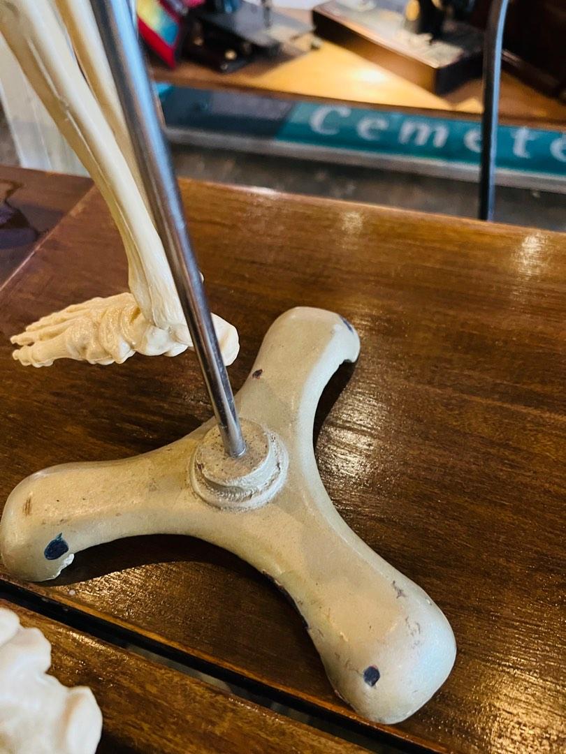 Old human skeleton model, Hobbies & Toys, Memorabilia & Collectibles ...