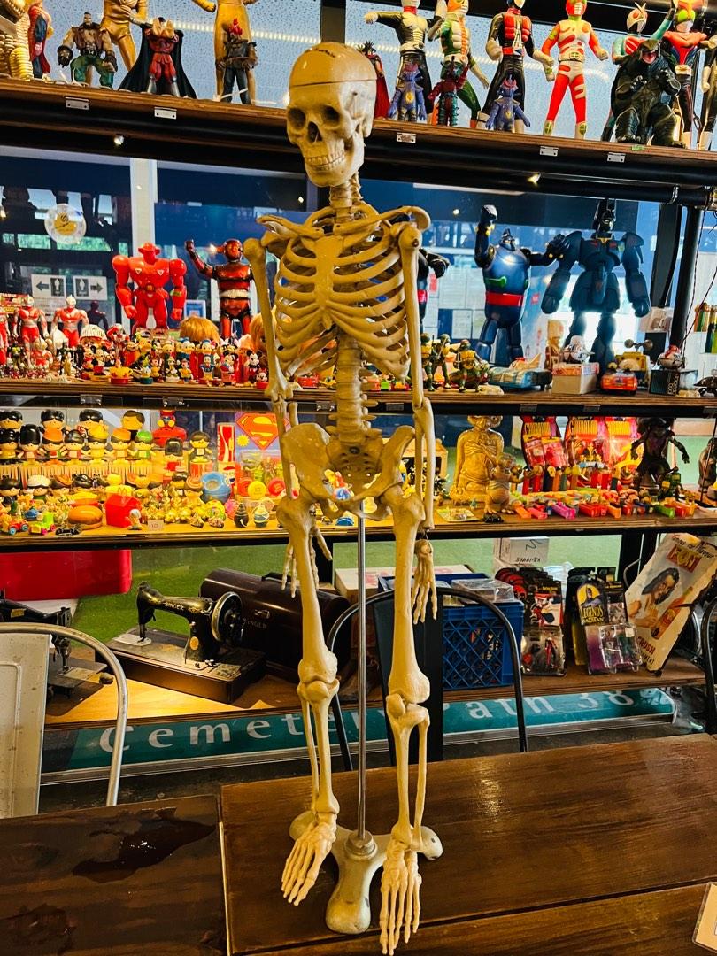 Old human skeleton model, Hobbies & Toys, Memorabilia & Collectibles ...