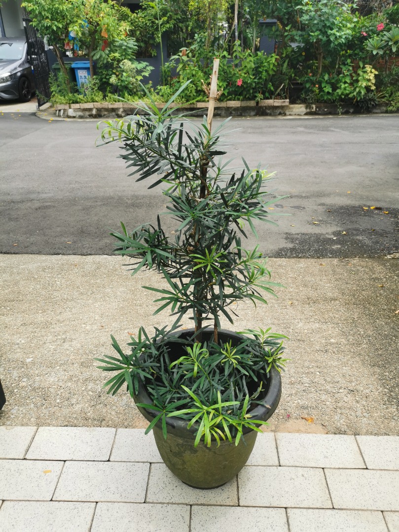 Podocarpus macrophyllus Plant, Furniture & Home Living, Gardening ...
