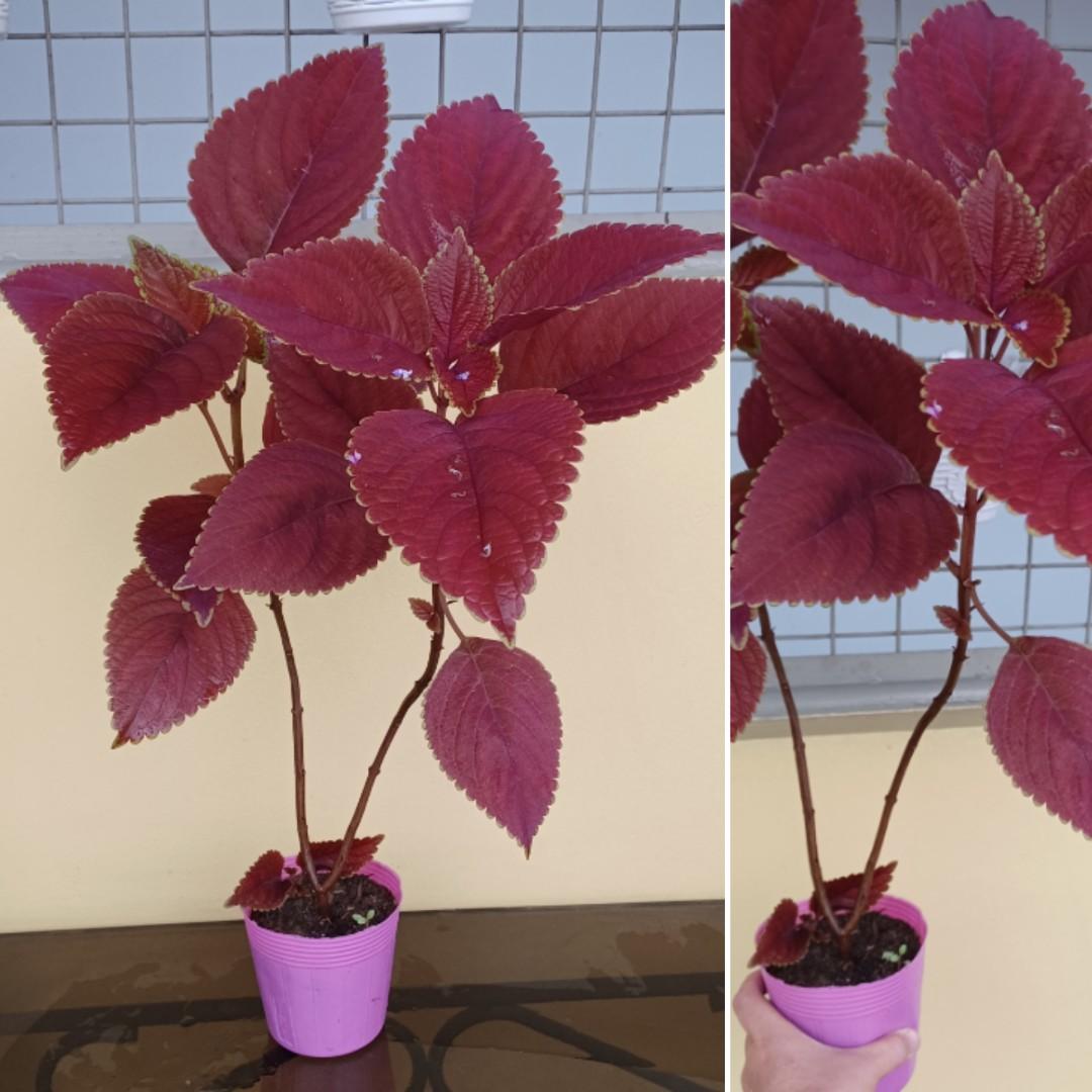 Red Coleus Mayana Plant, Furniture & Home Living, Gardening, Plants ...