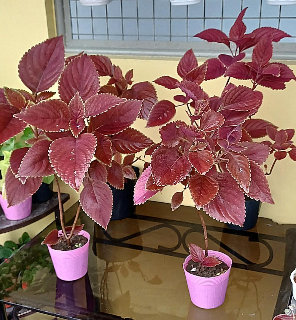 Red Coleus Mayana Plant, Furniture & Home Living, Gardening, Plants ...