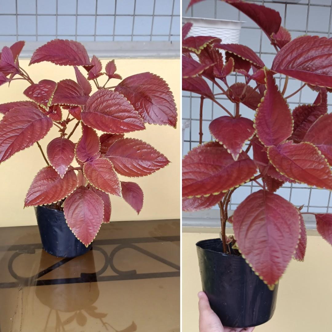 Red Coleus Mayana Plant, Furniture & Home Living, Gardening, Plants ...