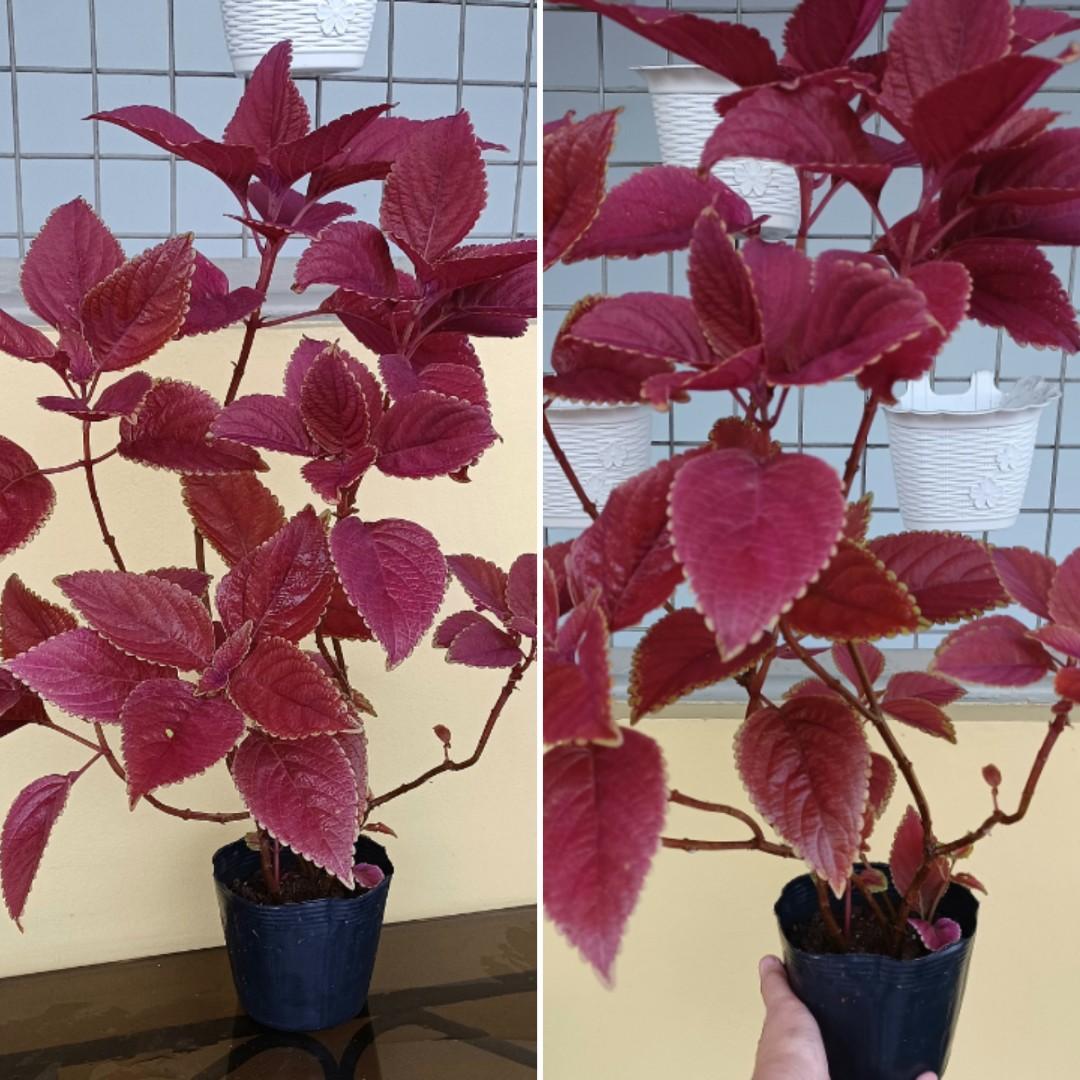 Red Coleus Mayana Plant, Furniture & Home Living, Gardening, Plants ...