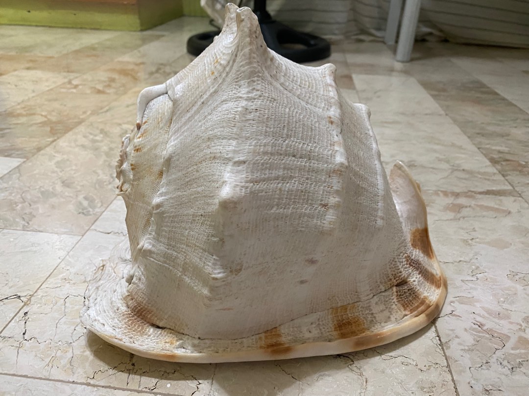 Big Shell, Announcements on Carousell