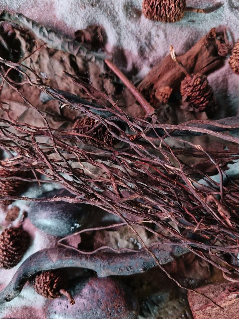 NATURE BIOTOPE INSPIRED AQUASCAPE - DRY SCAPE - BEST FOR BETTAS ...